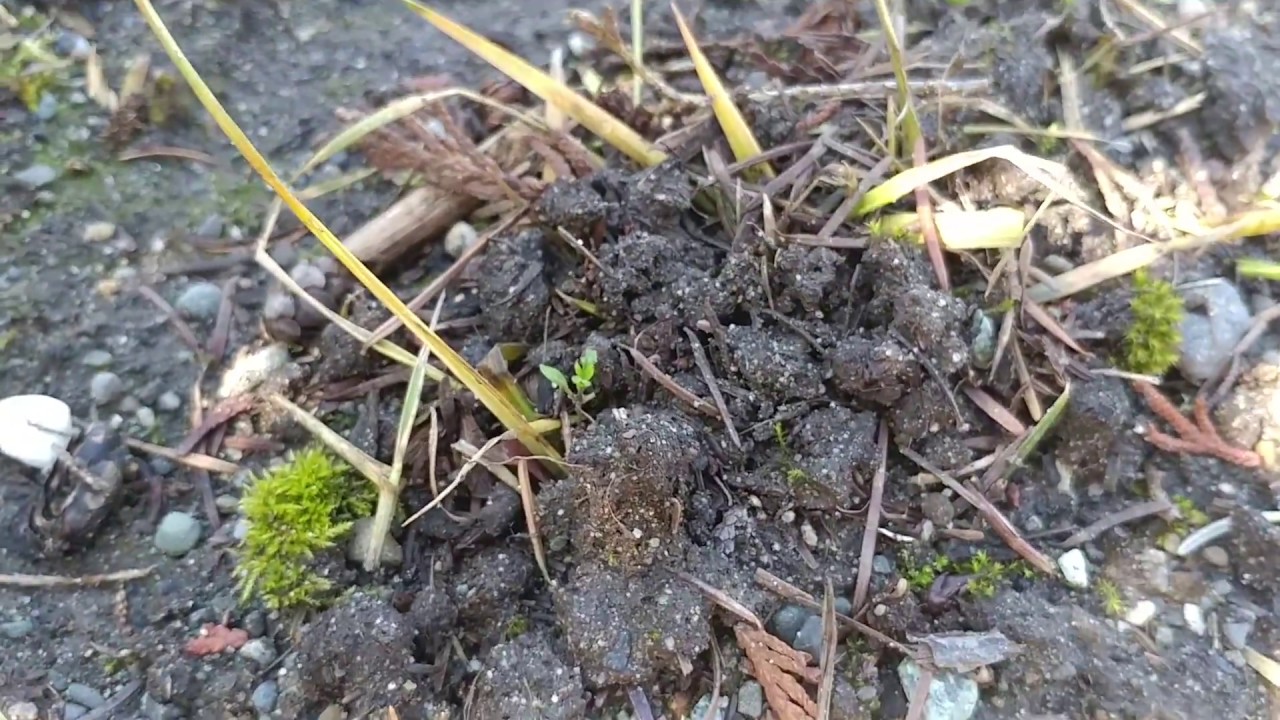 Night Crawler Makes Midden mounds, Student activity included. - YouTube