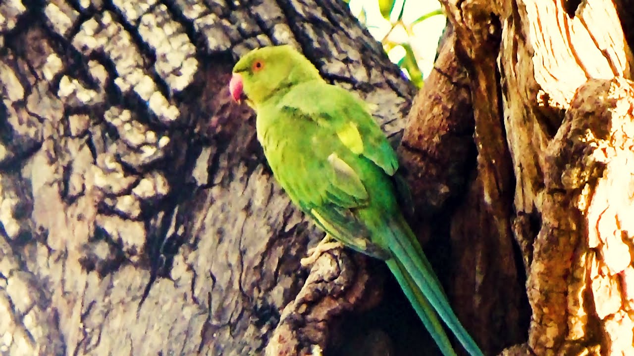PARROT 4 | Natural video with music | birds chirping relaxing music ...