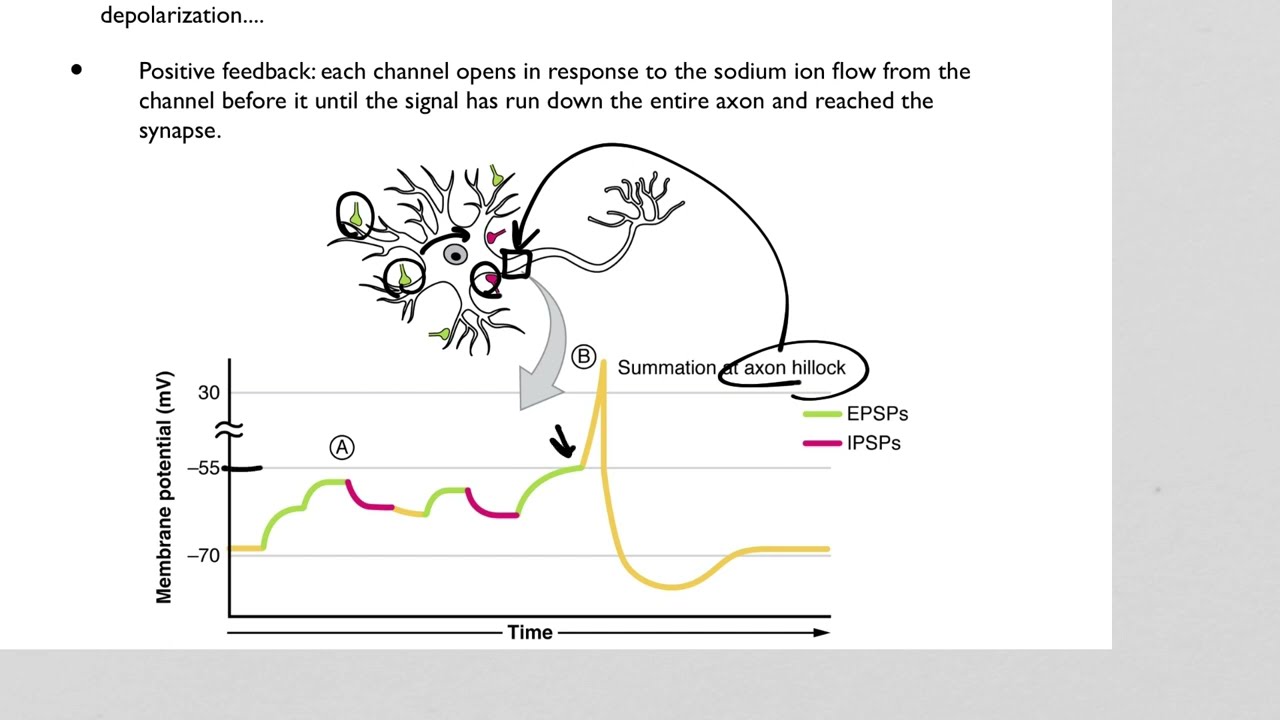 Myelin and Action Potentials for Anatomy and Physiology - YouTube