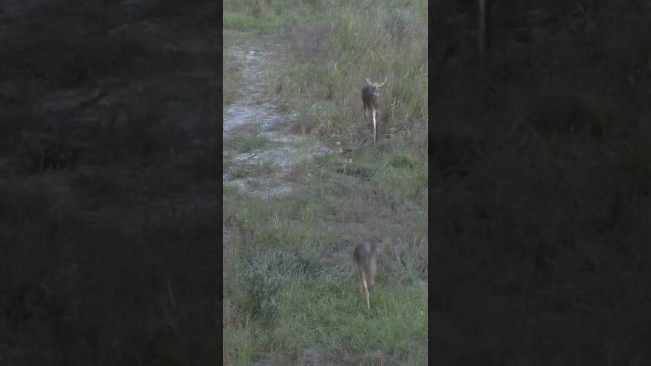 Little 4 point trailing a doe and yearling! #deer #bucks #hunting - YouTube