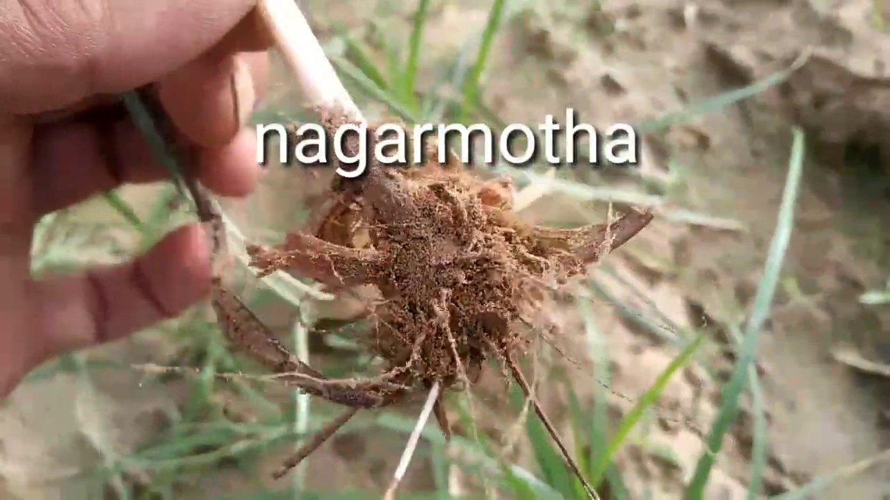 nagarmotha |नागरमोथा के फायदे | नागरमोथा के गुण - YouTube