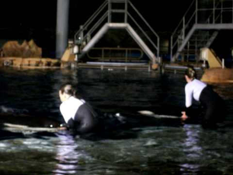 DIning with Shamu 2/22/2010 with Dawn Brancheau - YouTube