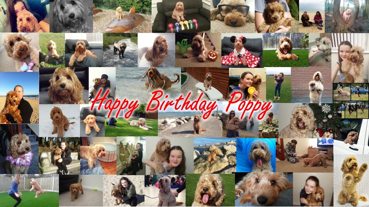 Happy Birthday Poppy Cockapoo - YouTube