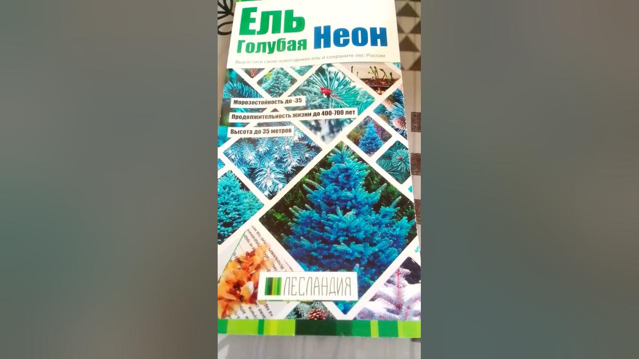 семена Ели голубой Неон. - YouTube