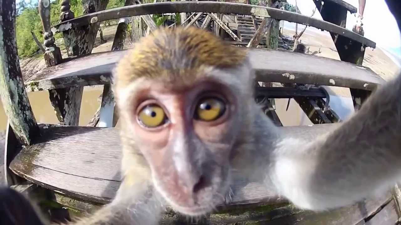 GoPro Best of Animals 2014 - YouTube