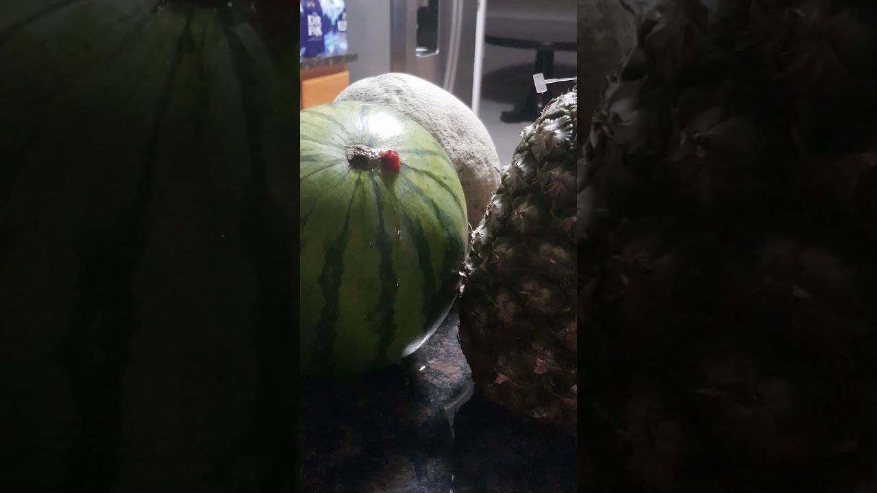 Crying Watermelon -Watch how a melon exploded in my Kitchen counter ...