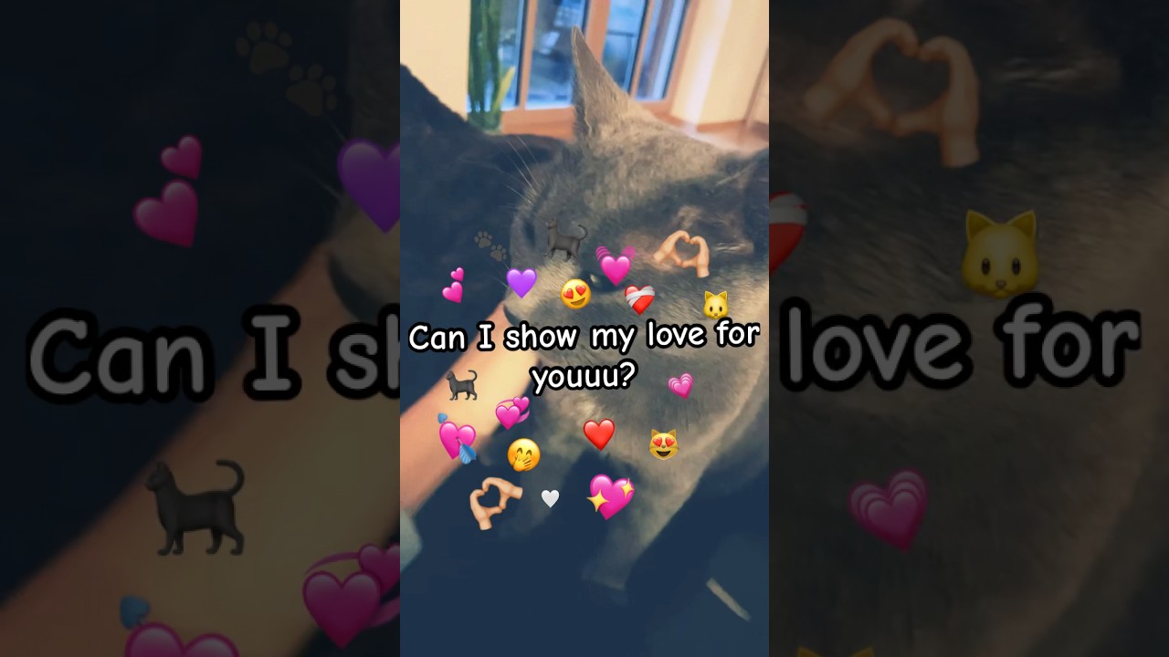 Can I show my love for uuu🐾🐈‍⬛💞💞 #love #cat #shorts - YouTube