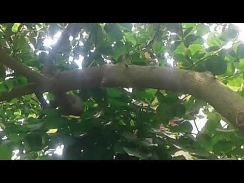 Now Avocado fruit in Bangladesh - YouTube