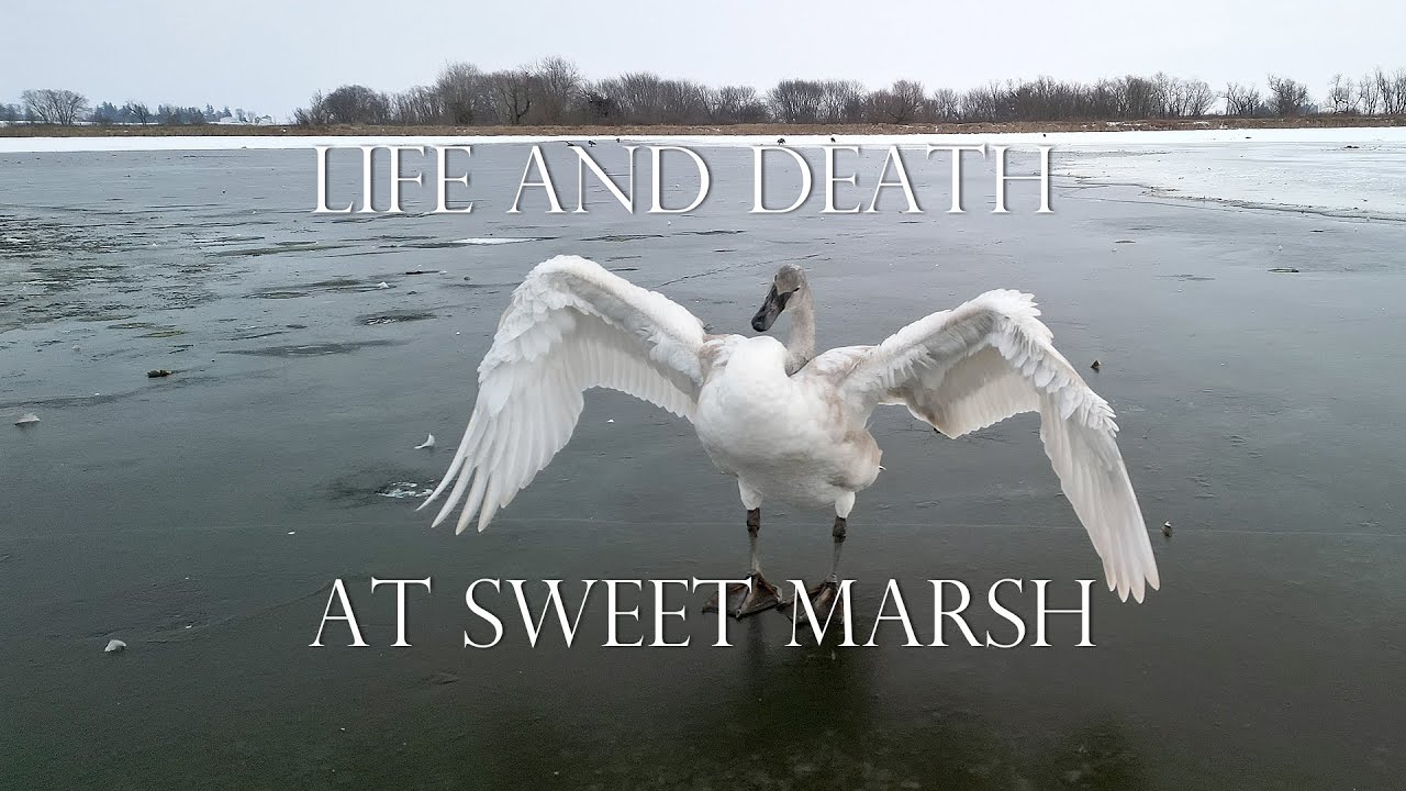 Life and Death at Sweet Marsh (Viewer Discretion Advised) - YouTube