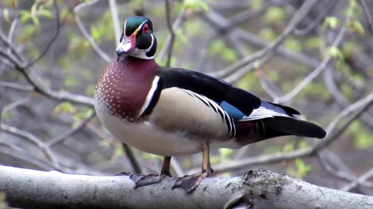 Wood duck in forest - YouTube