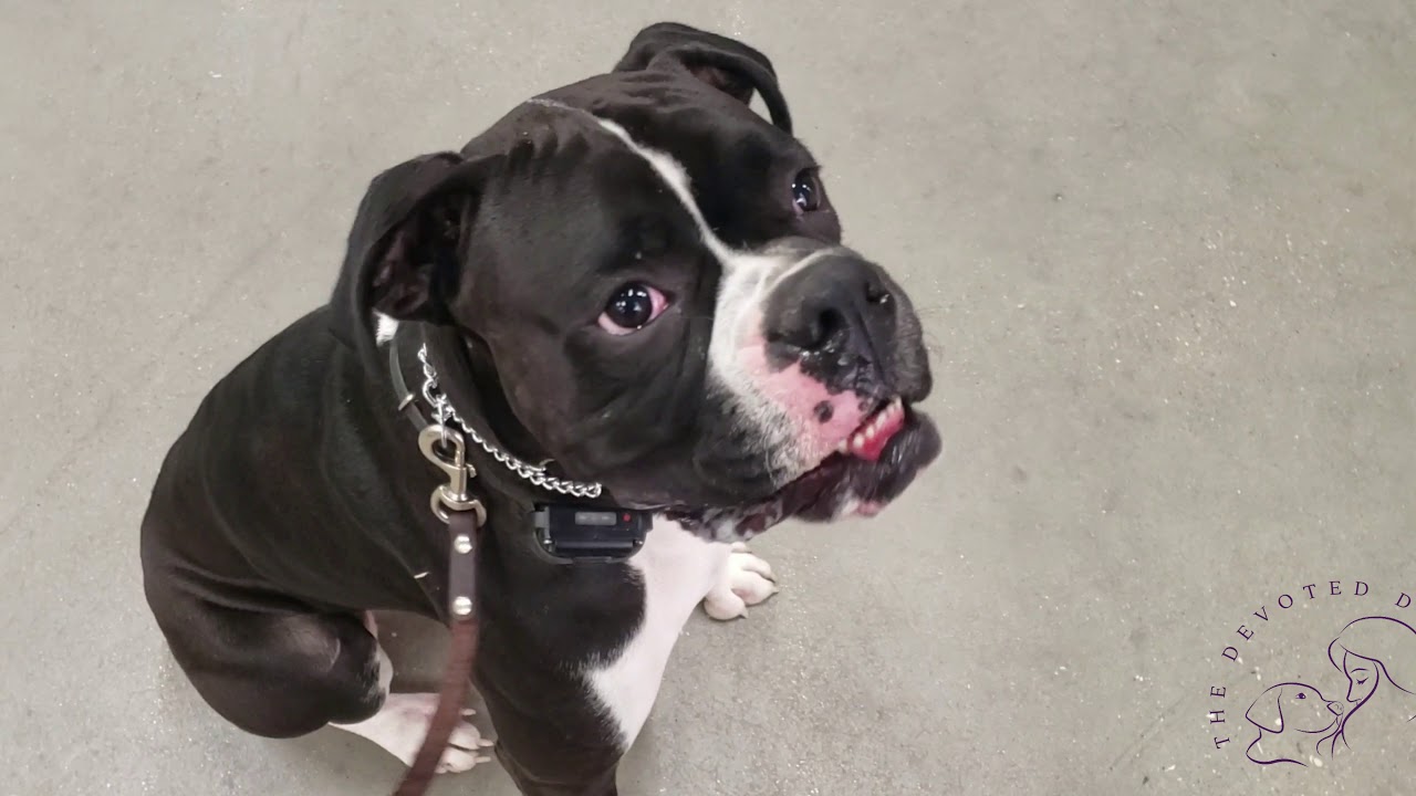 Houston dog training | 1 year old wild Boxer, Baxter - YouTube