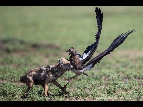 Jackal Kills Stork in Savage Slo-Mo! - YouTube