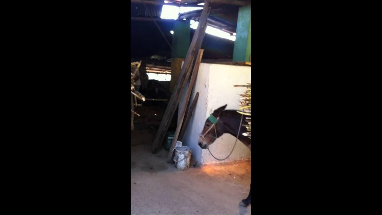 mulas de carga - YouTube