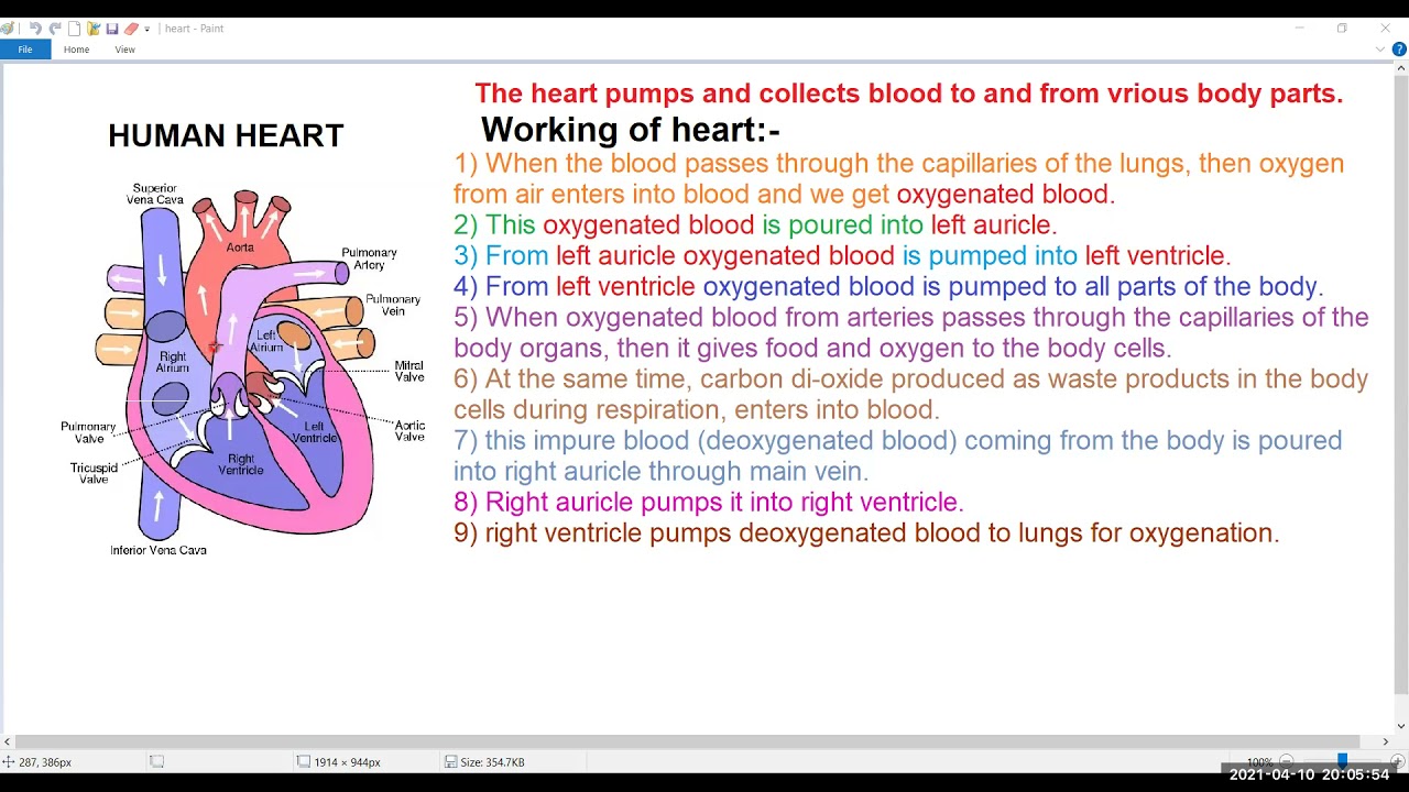 Structure of Human Heart , G.Science, Class 5 - YouTube