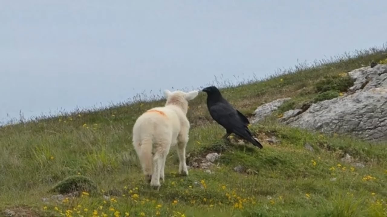 Another lamb learning to never go near the ravens - YouTube