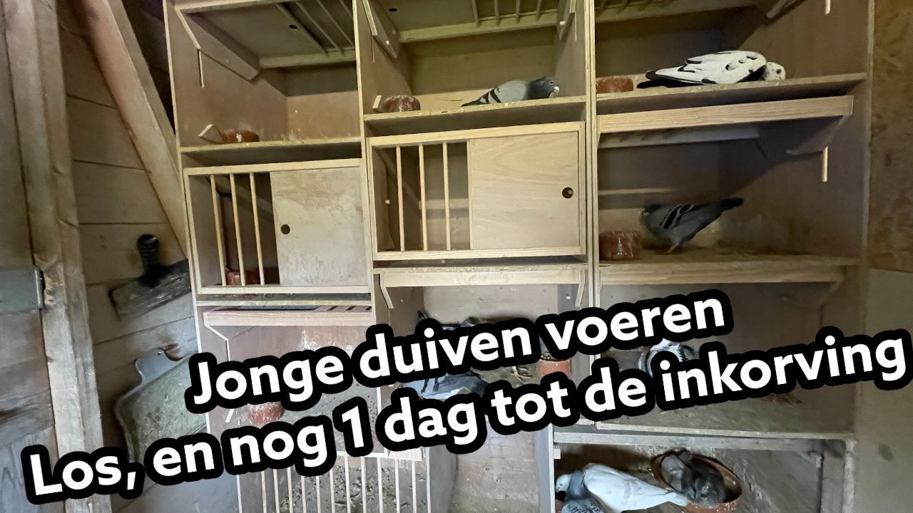 Jonge duiven voeren | Los | en nog 1 dag voor het inkorven | Postduiven ...