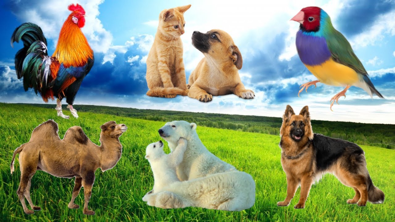 Familliar Animals Around Us: Camel, Monkey, Cow, Chicken, Cat, | Pet ...