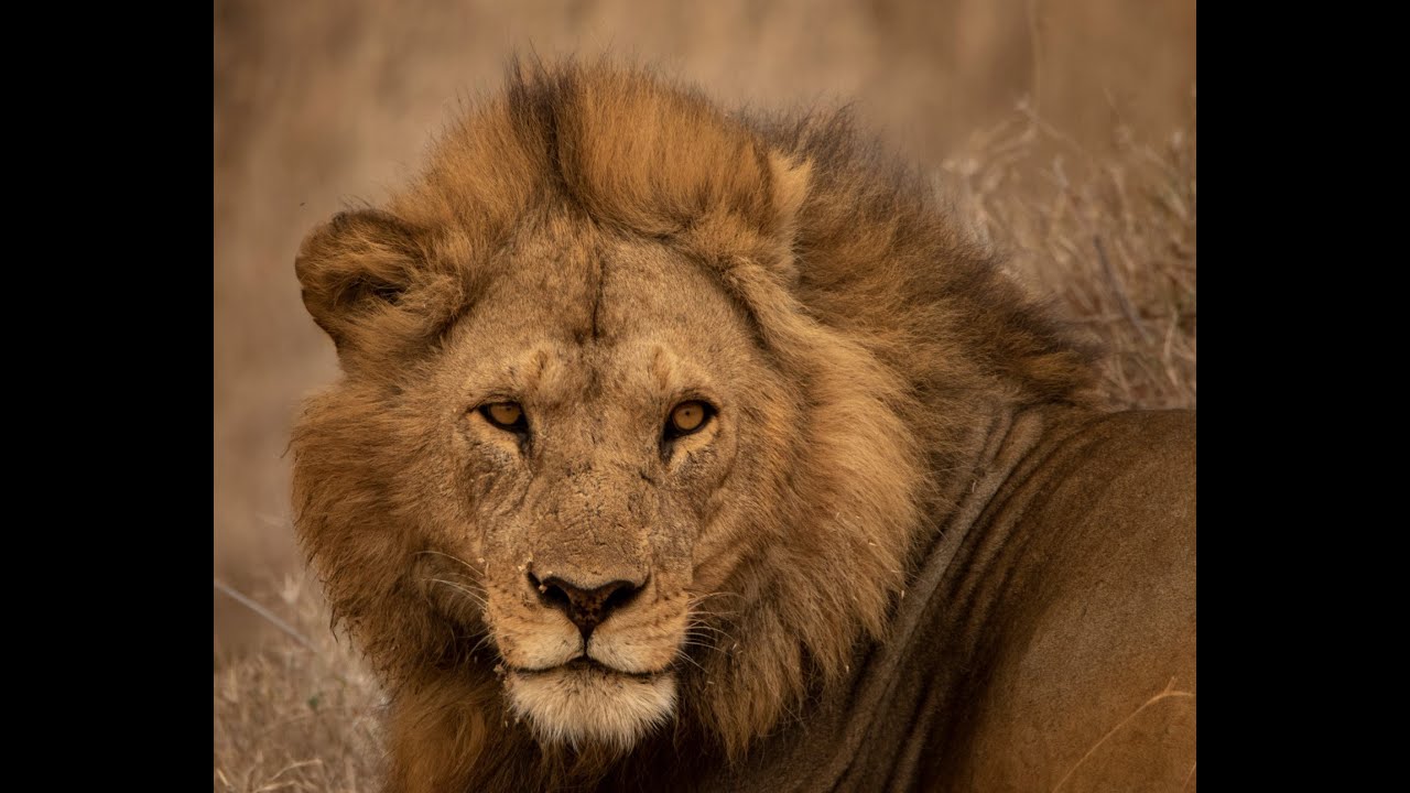 Male lion falling asleep - YouTube