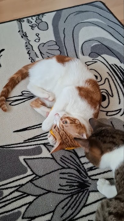 Sweet kittens plays with catnip banana 😻 - YouTube