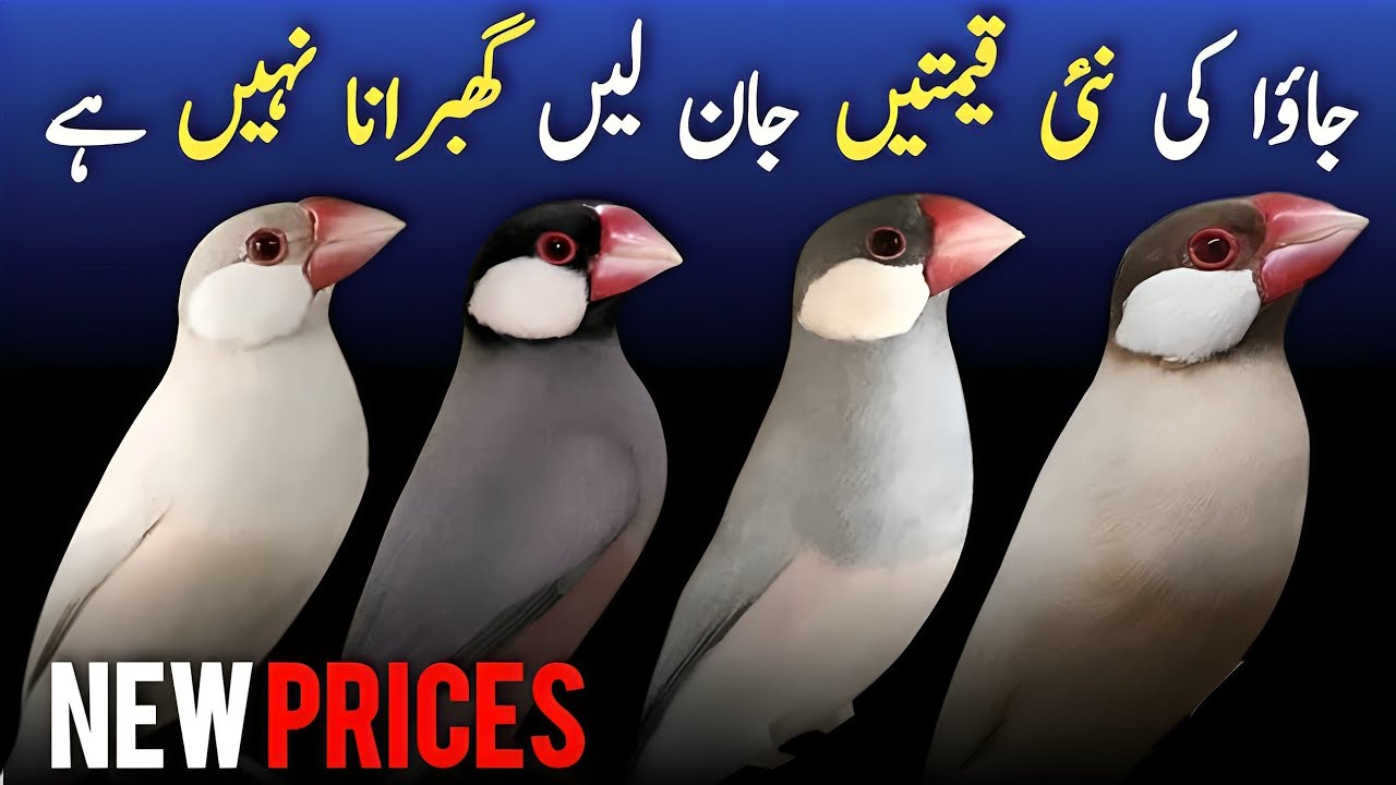 java sparrow price in pakistan 2025 | java price in pakistan | java ...