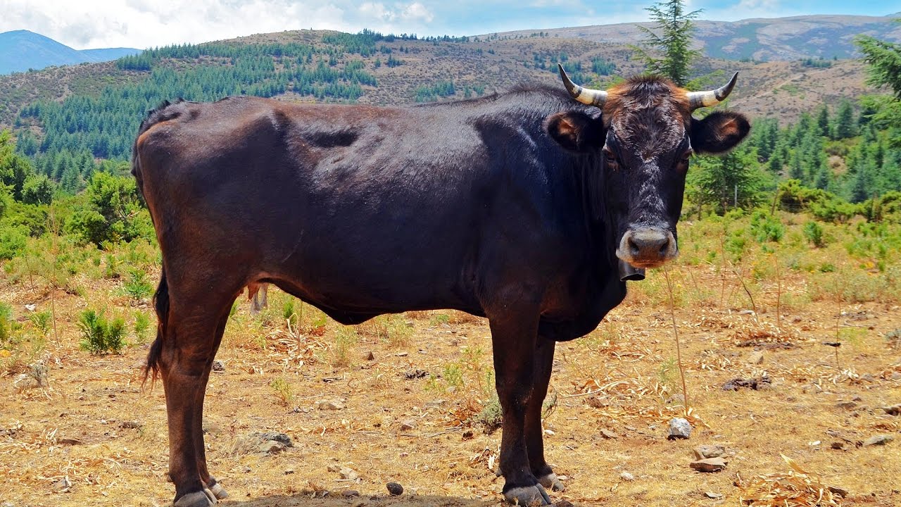 La vaca SARDA. Cerdeña, Italia 🐄🐄🐄🐄 - YouTube