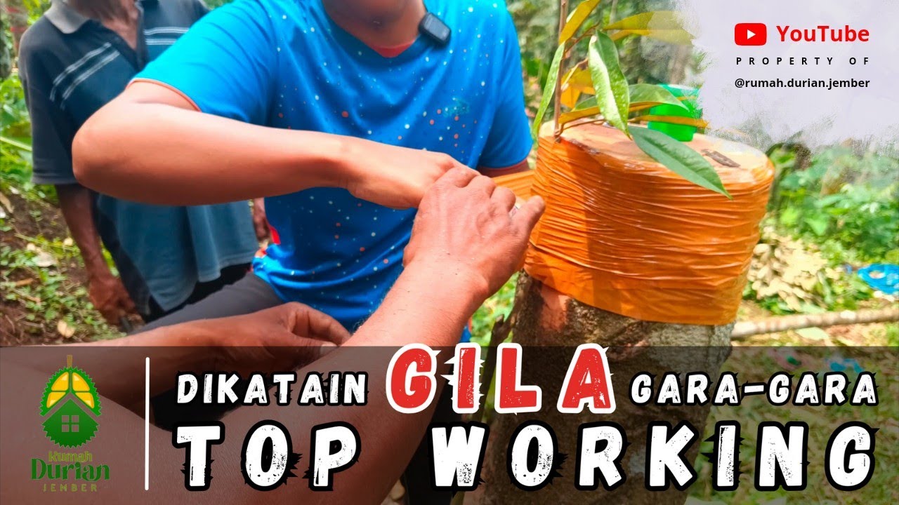DIKATAIN GILA GARA-GARA TOP WORKING | Apa Sebabnya - YouTube