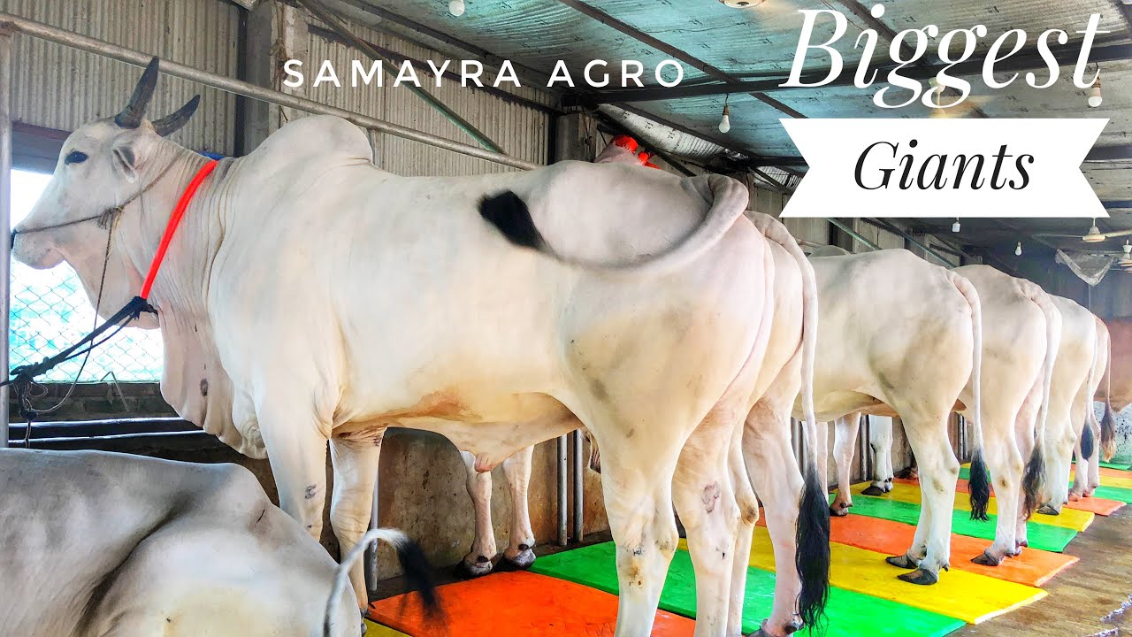 বিশাল বিশাল গরু | সামায়রা এগ্রো | Giant Bulls | The Home of Goru ...