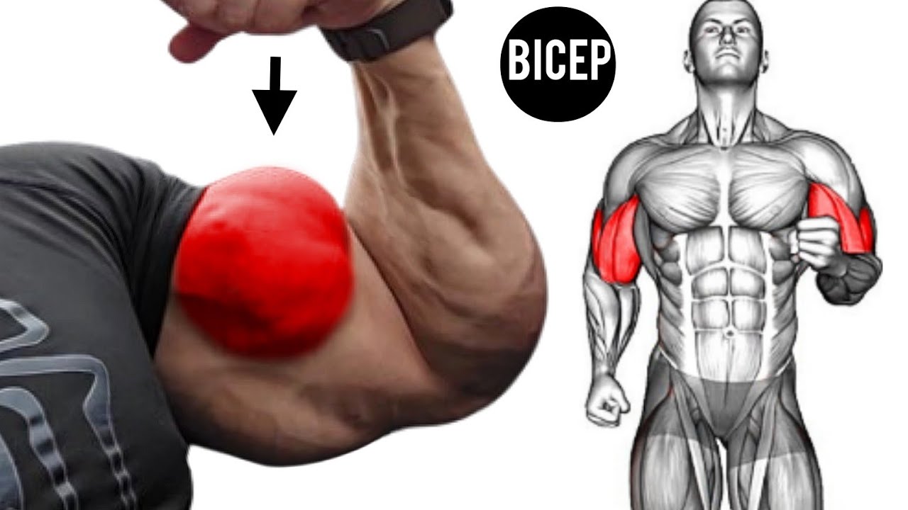 Bicep Exercises for Huge Bicep Growth ( gym workout ) - YouTube