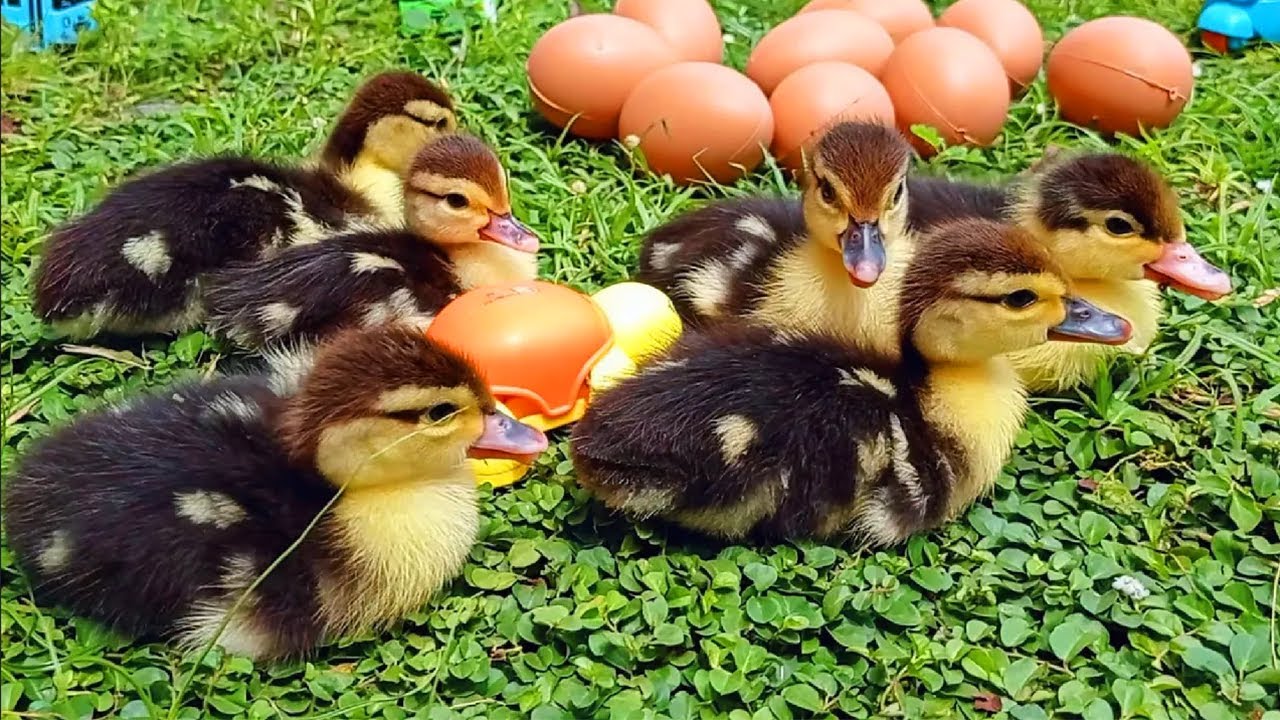 Cute Ducks, Frog, Snake, nemo, tayo, crocodile, cow, goat, turtle ...