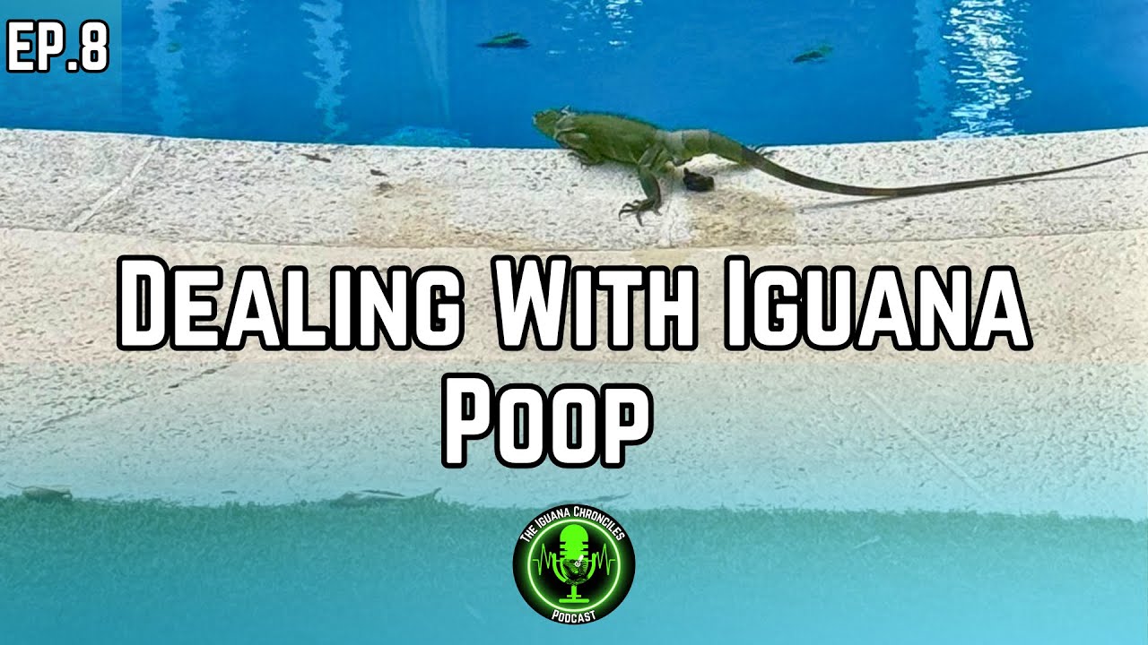 Ep. 8 - Iguana Poop: Prevent Health Risks & Damages - YouTube