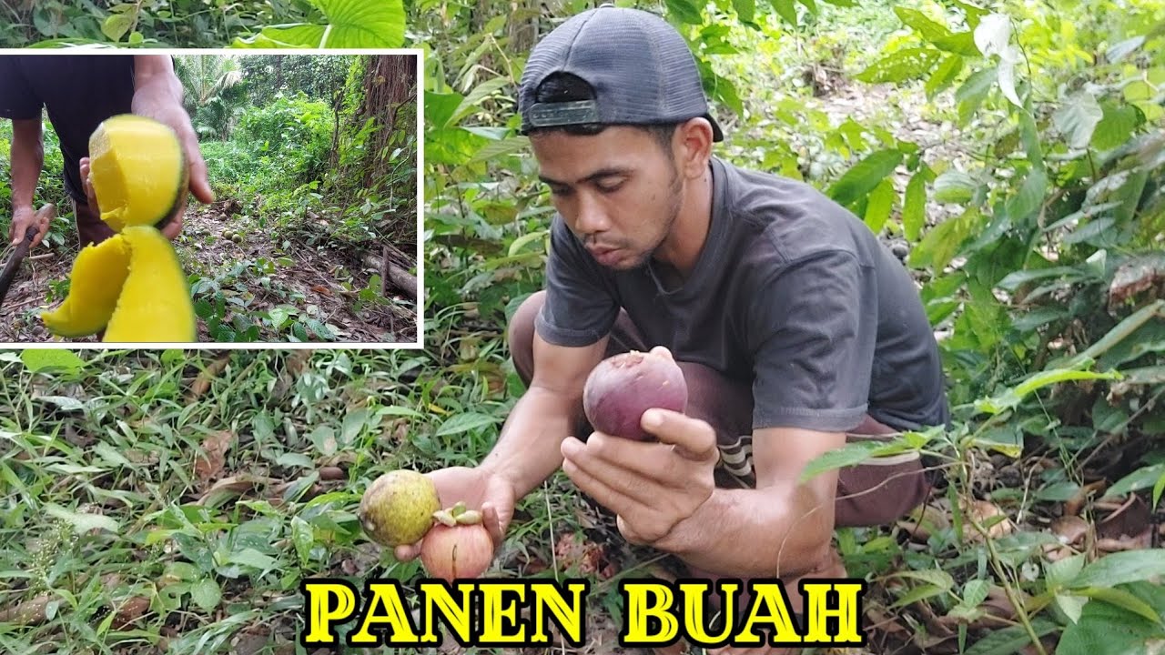 Buahan hasil di kebun manggis dan mancang. - YouTube