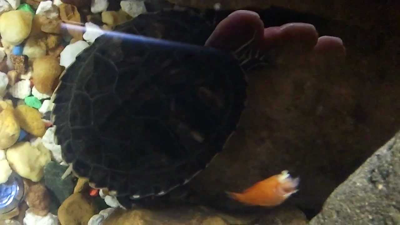 "Turd" the Turtle Time #5 - YouTube