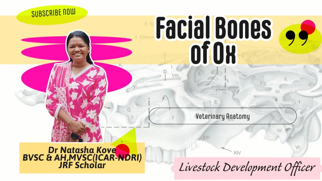 Facial Bones of Ox| Osteology| Veterinary Anatomy #anatomyveterinary # ...