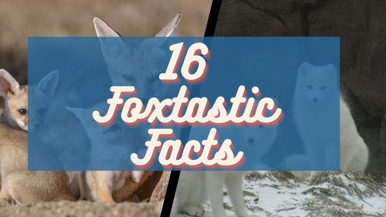 16 Foxtastic Facts - YouTube