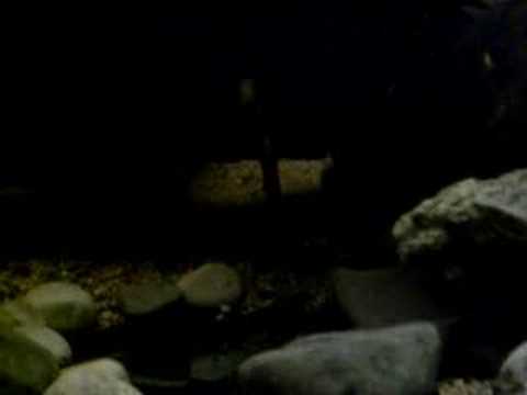 green sunfish spawning - YouTube