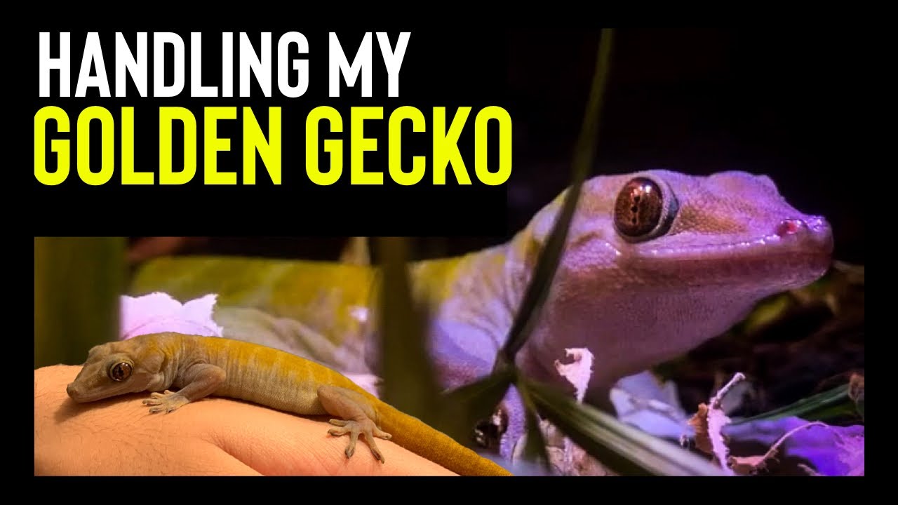 Handling my Golden Gecko - YouTube