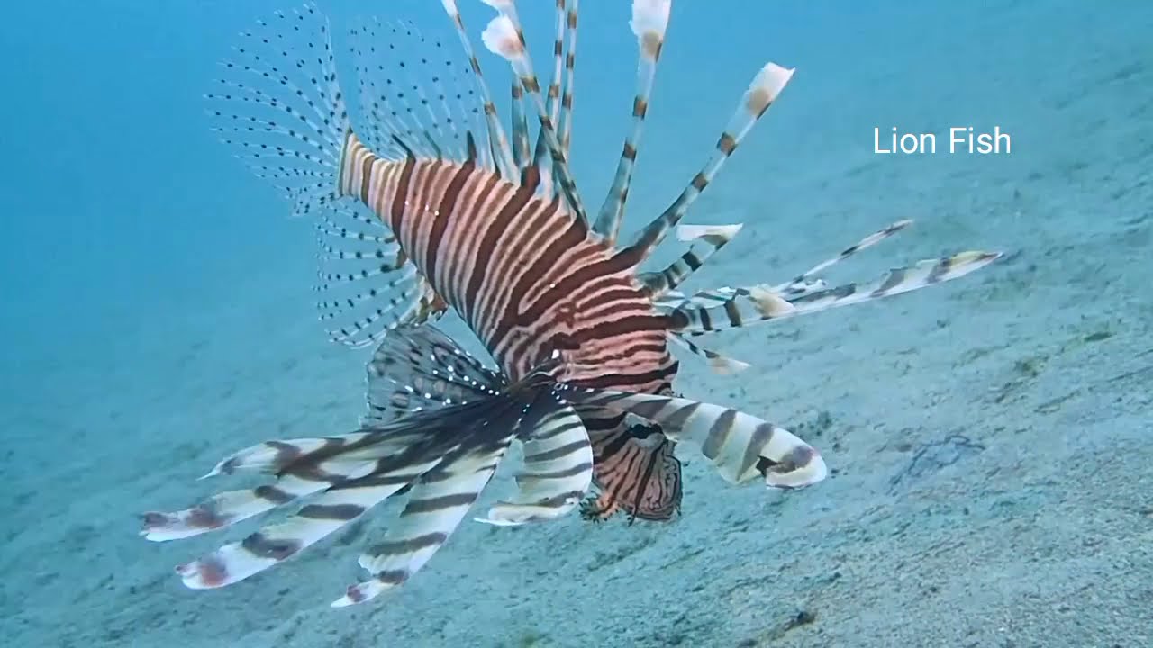 Sea Creatures [ BATANGAS BAY ] muck diving - YouTube