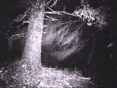 Skunk at night - YouTube