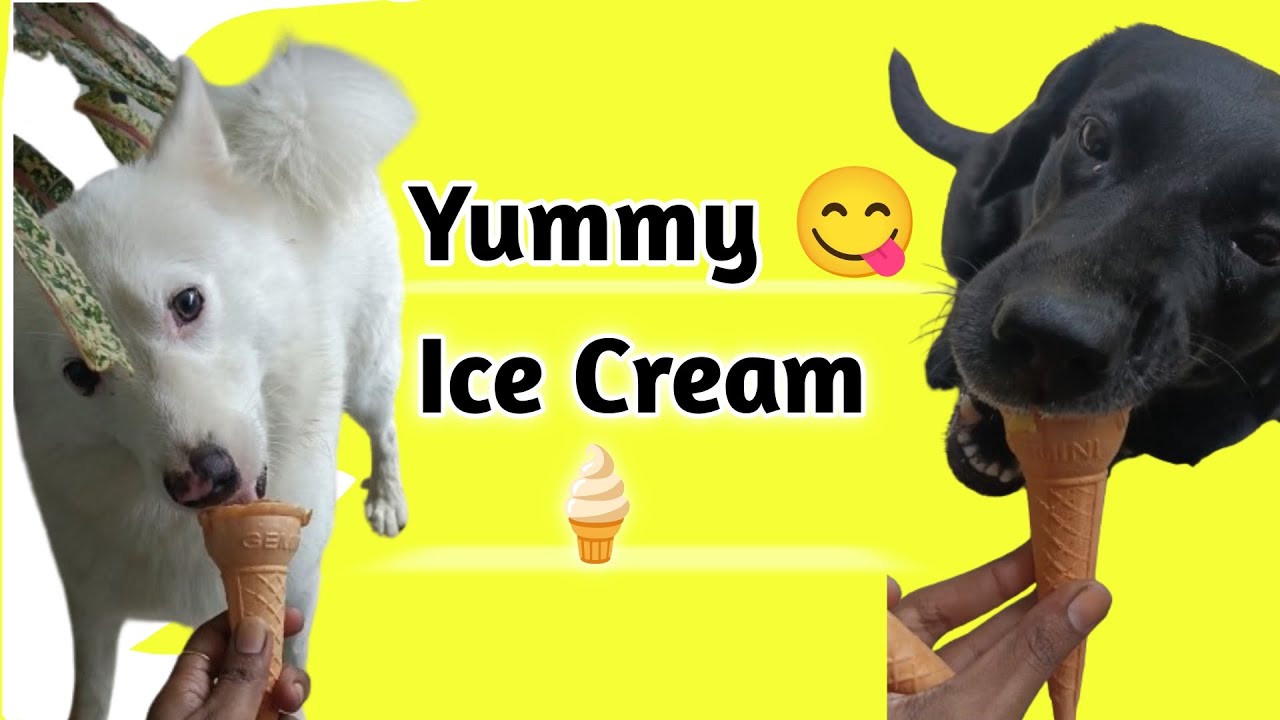 My Dogs Eating Ice Cream| Labrador | Pomeranian - YouTube