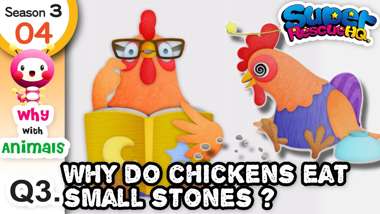 Why With Animals｜S3 4-3｜Why do chickens🐔 eat small stones🗿?｜#srhq 🚀 # ...