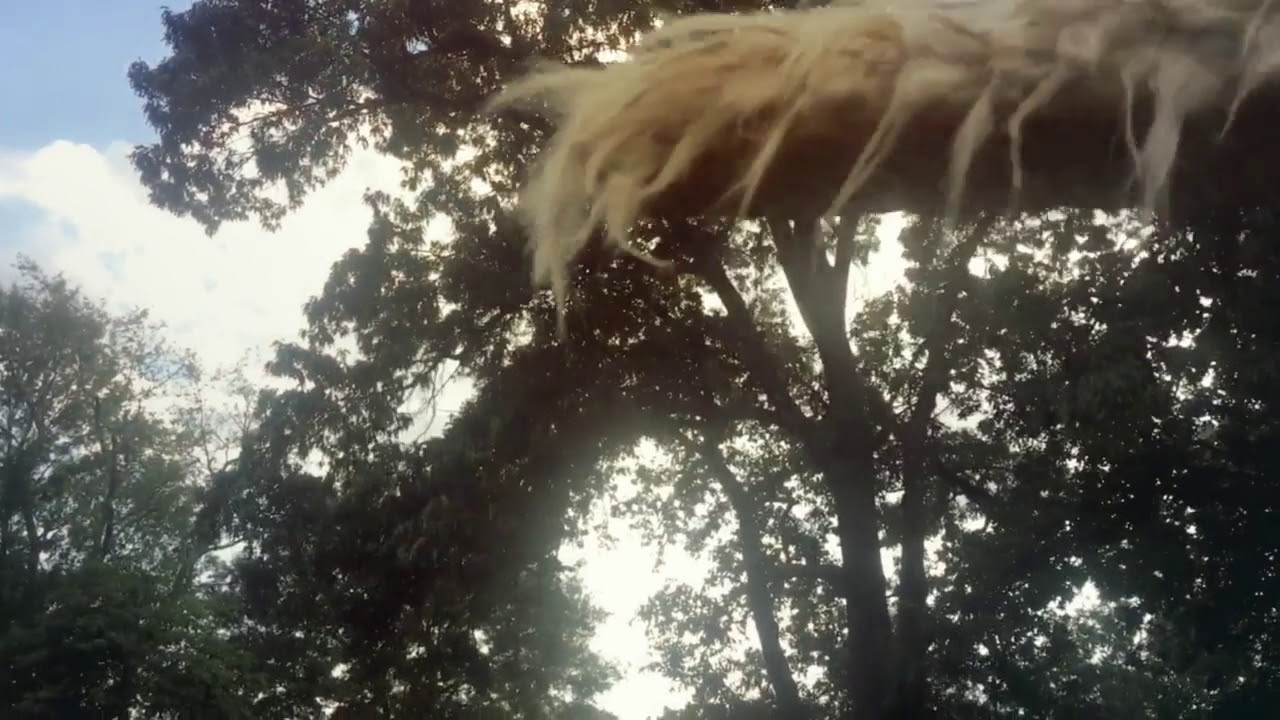 Arkansas Circus Arts - Prehistoric Critters - YouTube