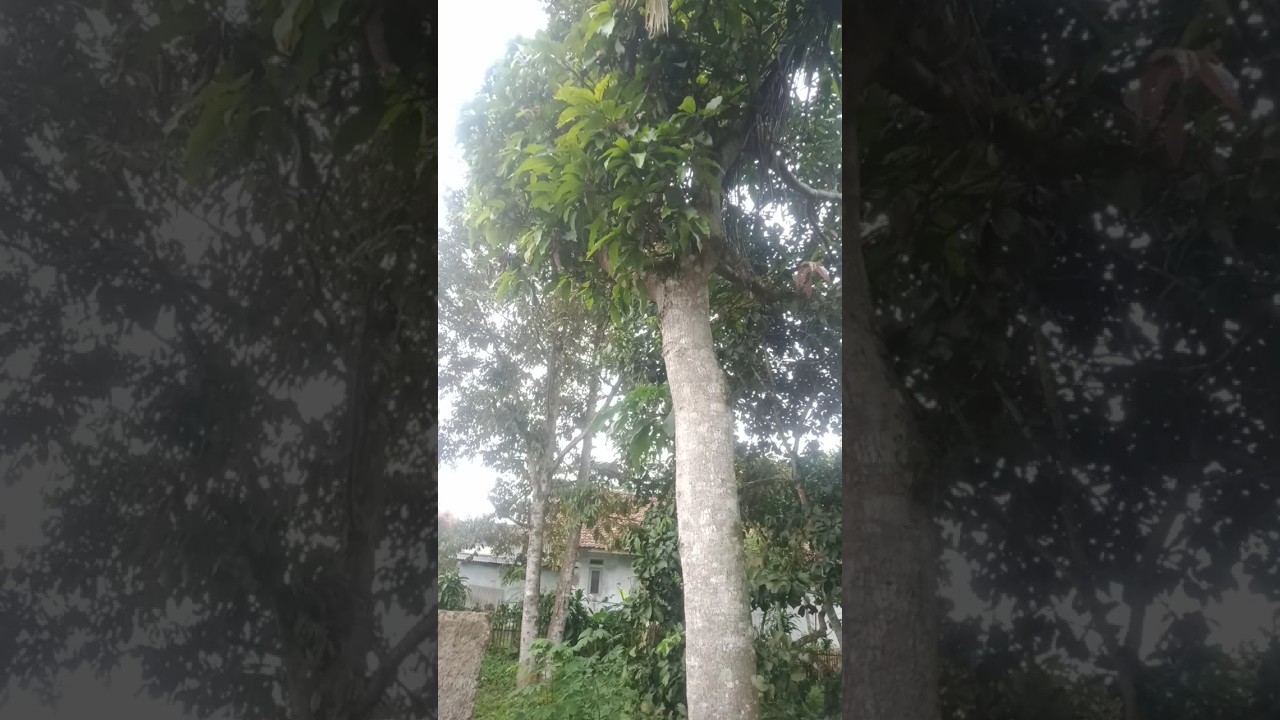 SERAM PEREMAN BEGAL DI TARIK ULAR KOBRA BESAR KE ATAS POHON DI LILIT ...