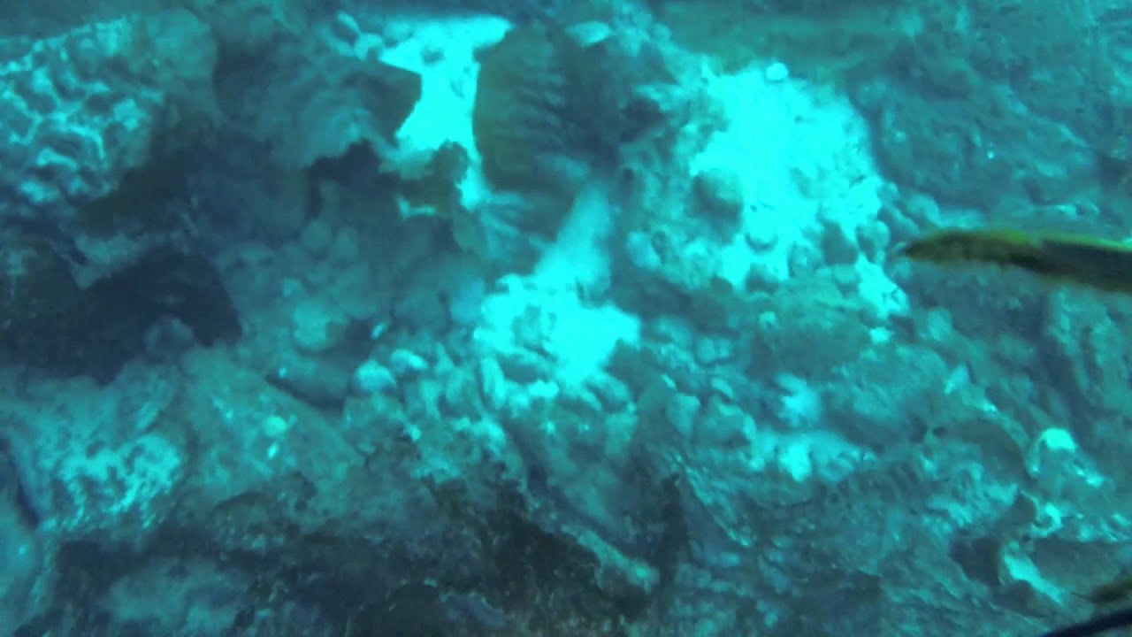 Lobsters Diving - YouTube