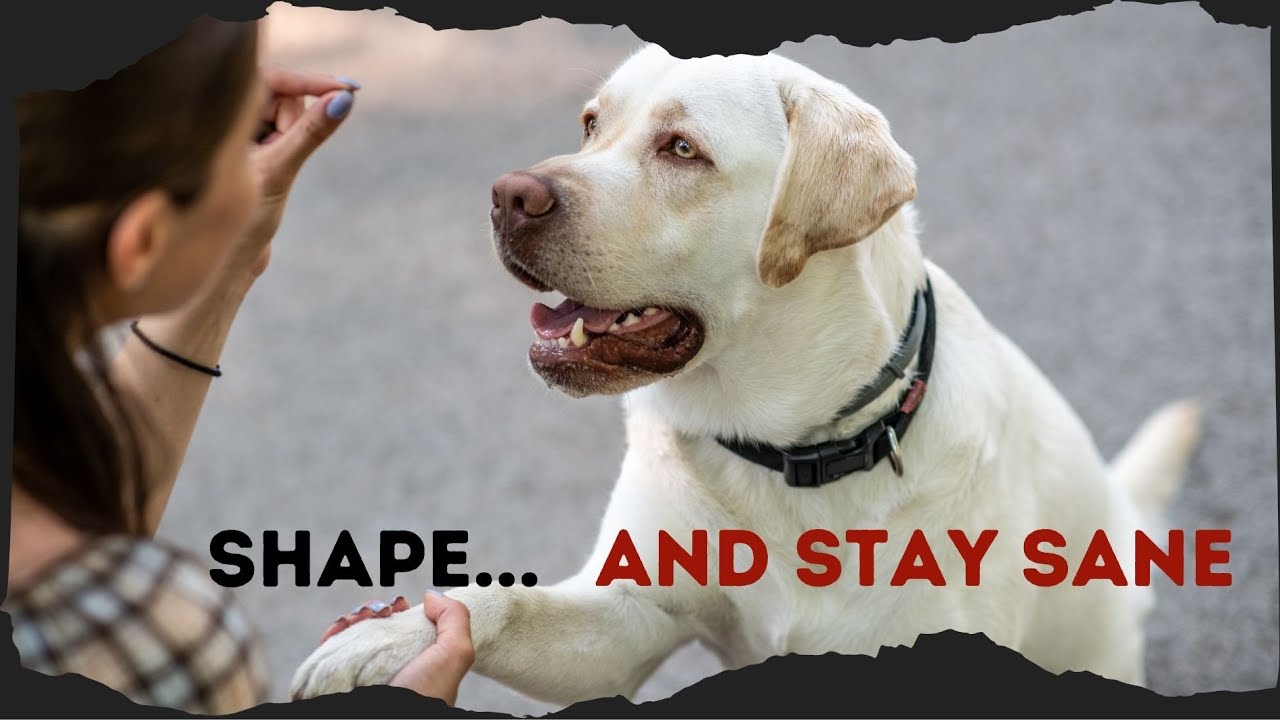 Frustration-Free Dog Training: Free Shaping Behaviour Game - YouTube