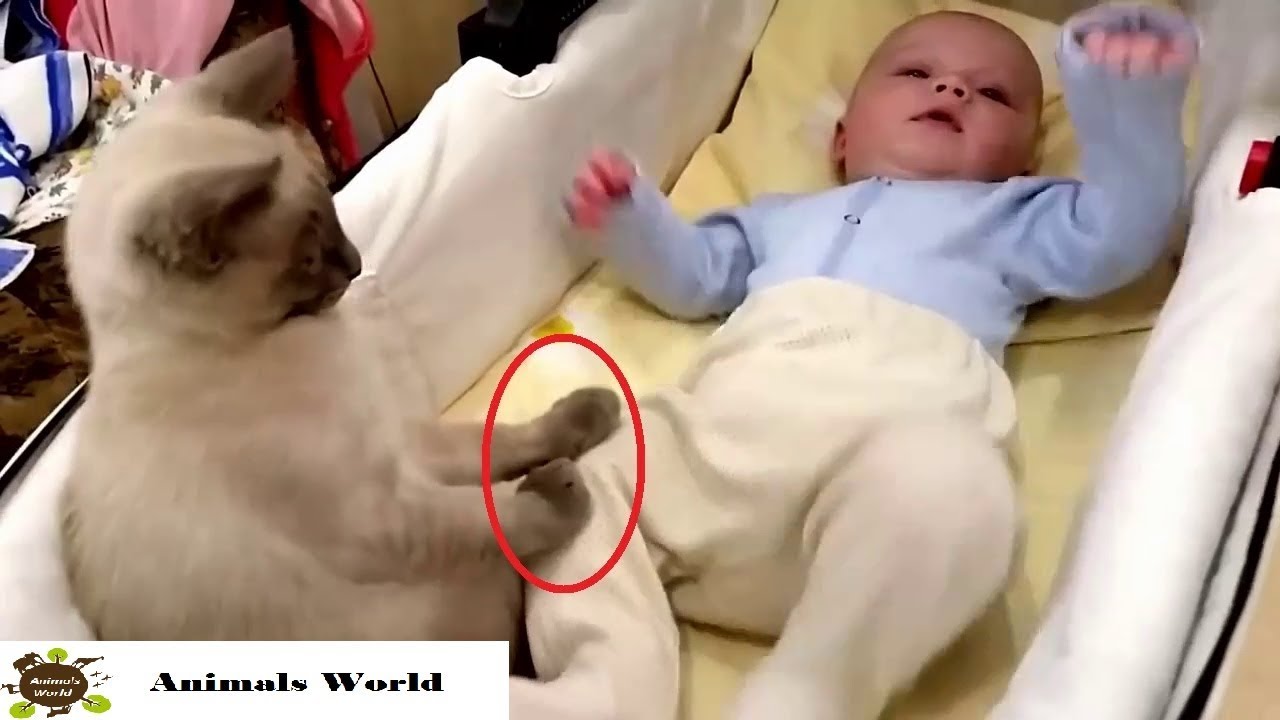 Amazing Cats Protecting Babies 2017 HD Animals World - YouTube