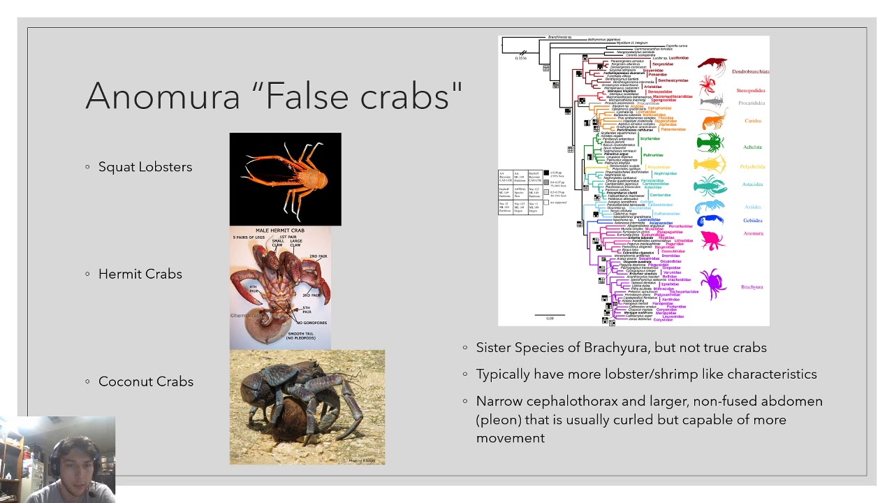 Carcinization of Crustaceans - Christopher Montgomery - YouTube
