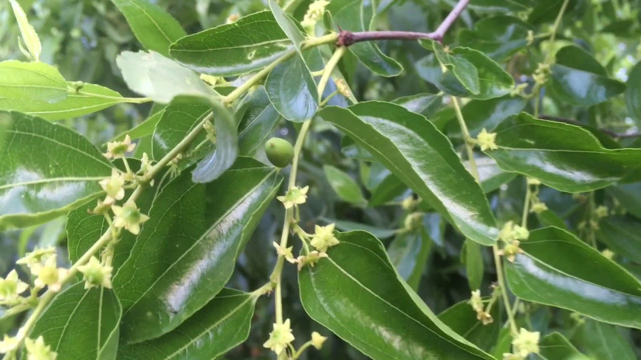 Jujube Root Suckers - YouTube