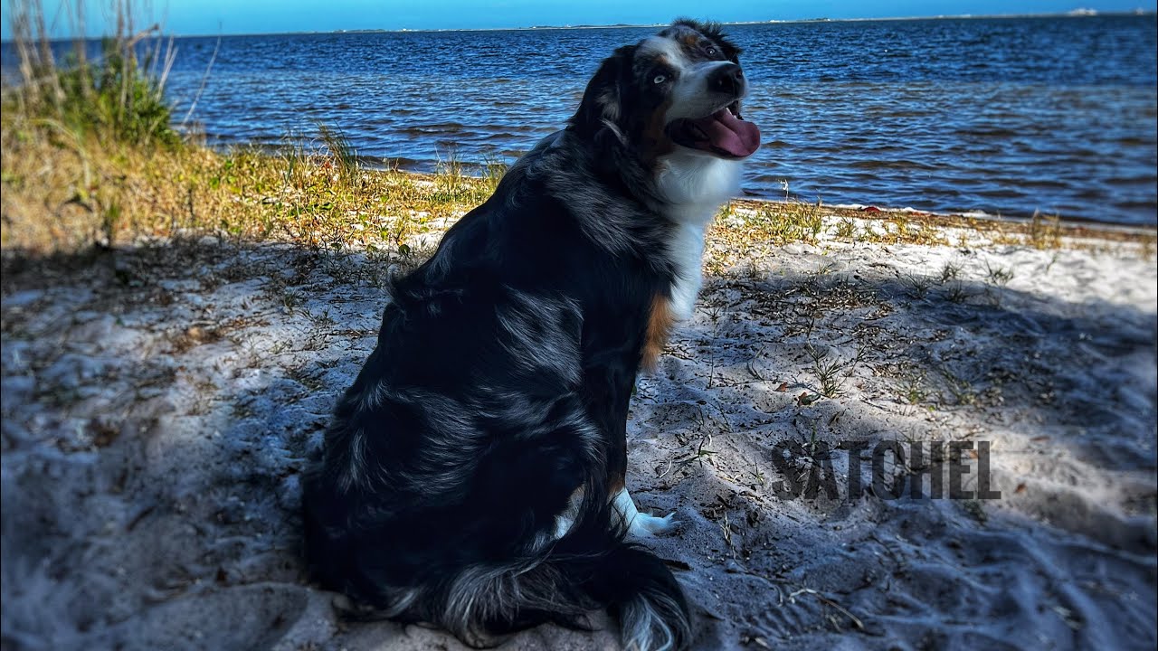 11mo Australian Shepherd (Satchel) Urban K9 - Best a dog Trainers in ...