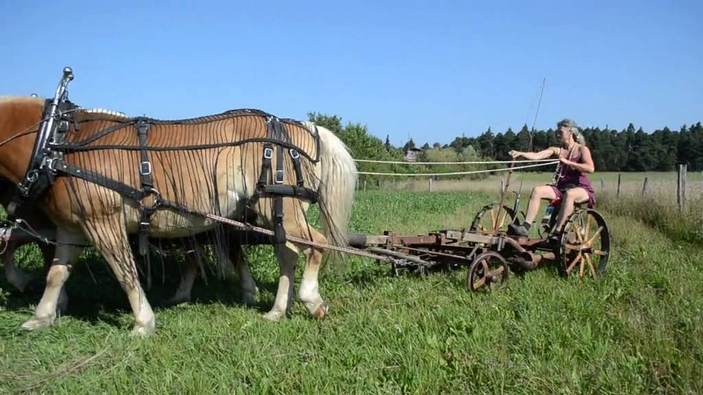 Gebisslos Ackern mit Pferden - Gründündung - YouTube