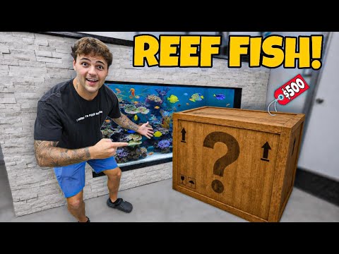 I got SURPRISED with NEW FISH for My Saltwater POND!! 